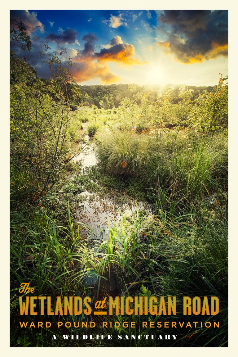 The Marsh – Lee Willett